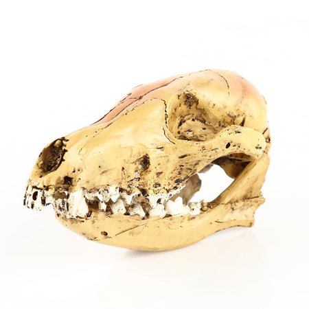 Resin Skull Ornament Model -YLW | Walmart Canada