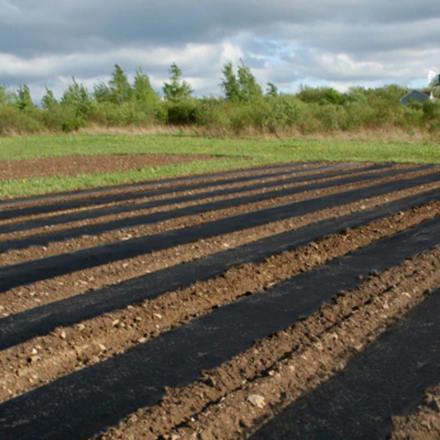 Black Plastic Mulch 3' x 4000' - Walmart.com
