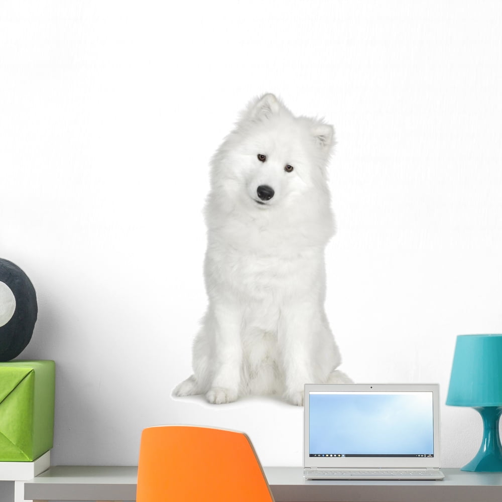 Samoyed 6 Months Wall Decal Sticker by Wallmonkeys Vinyl Peel and Stick ...