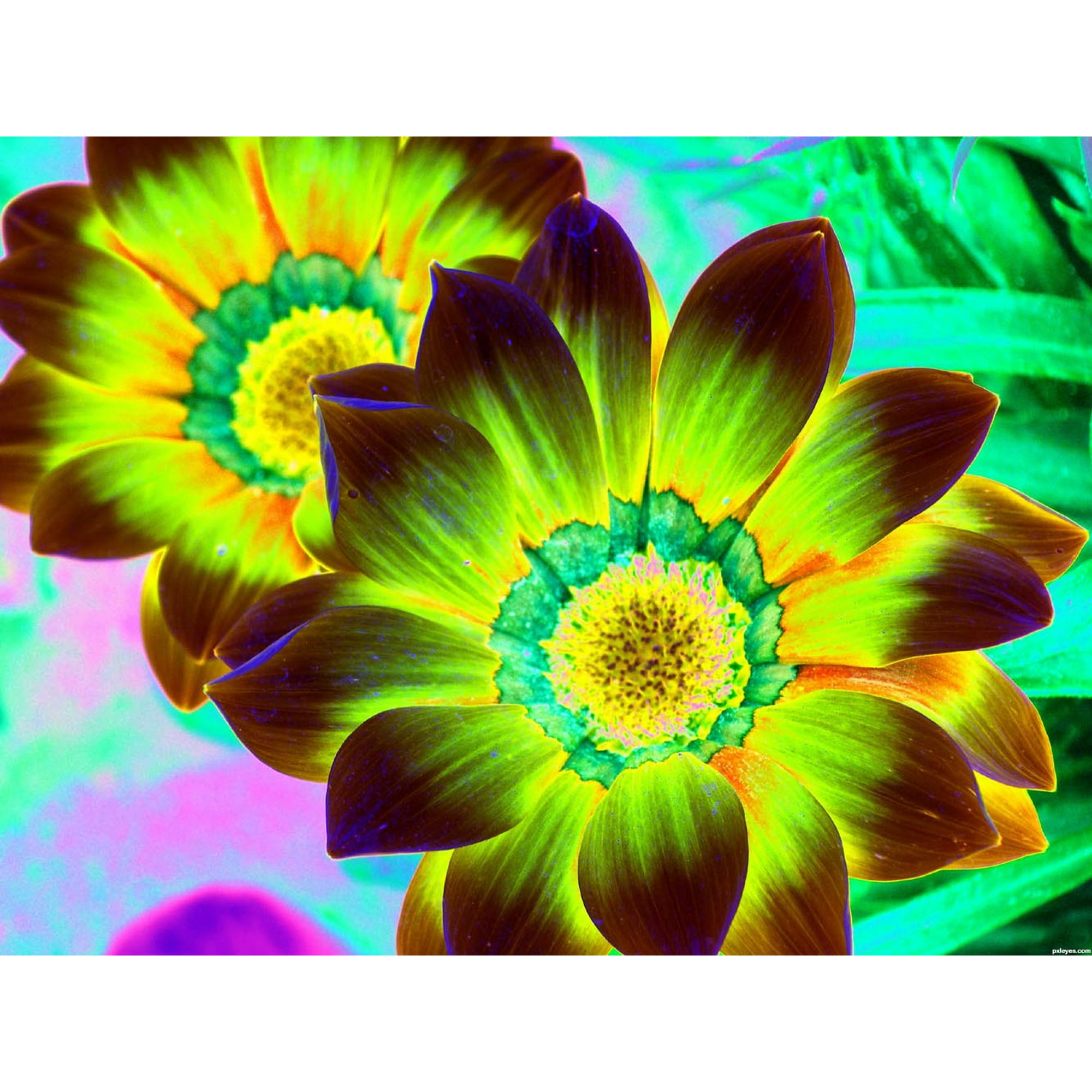 Psychedelic Flowers