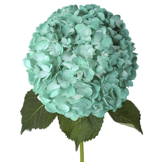 Hydrangeas 15 Stems of Airbrushed Light Aqua Farm Direct Fresh Cut ...