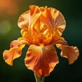 Premium Iris For Planting-Perennial Ornamental-Fresh Accent for ...