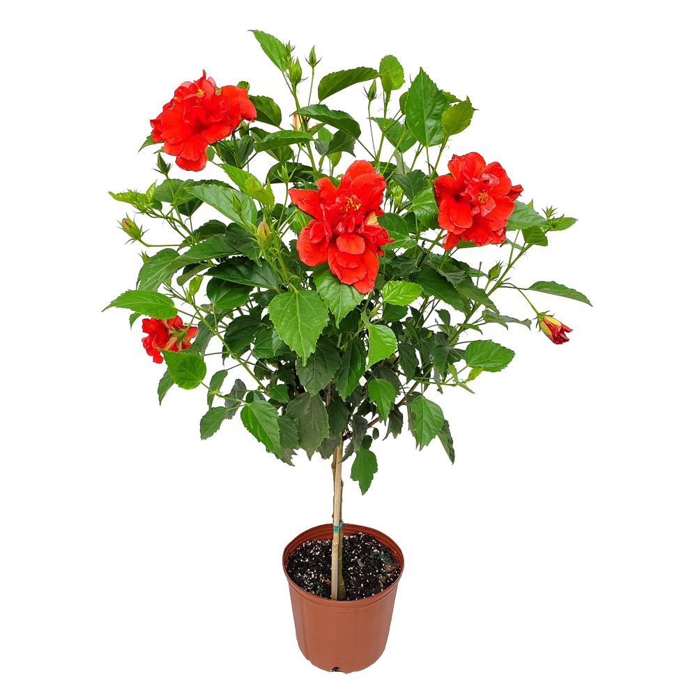 Tropical Plants of Florida 38" to 44" Double Red Hibiscus Tree; Double Hibiscus Flower, Red ...
