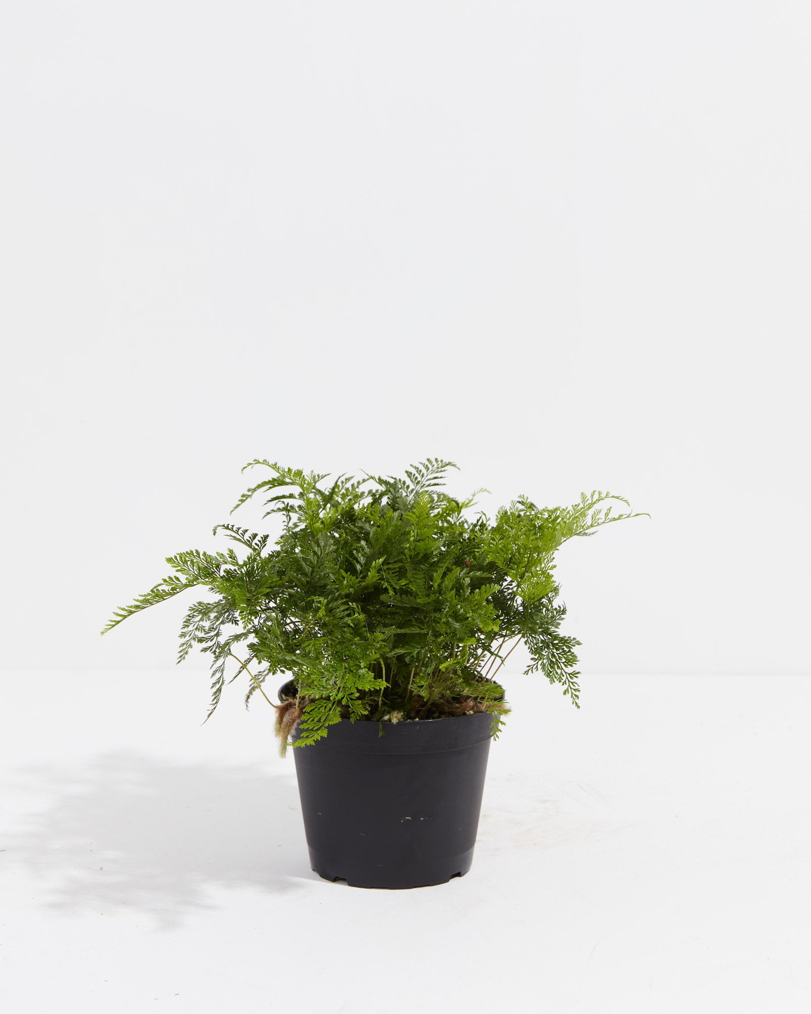 Resurrection Fern Jesus Fern Terrarium Plant Ferns, Grasses & Bamboo ...