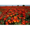 Mikado California Poppy Seeds - Eschscholzia californica, Non-GMO, 200 ...