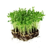 Austrian Field Pea Cover Crop Seeds - 5 Lbs - Nitrogen Fixing Viny ...