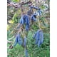 7 BLUE SAUSAGE FRUIT Edible & Ornamental Decaisnea Fargesii Tree Shrub ...