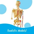 Learning Resources Anatomy Models Bundle Set - 4 STEM Anatomy ...