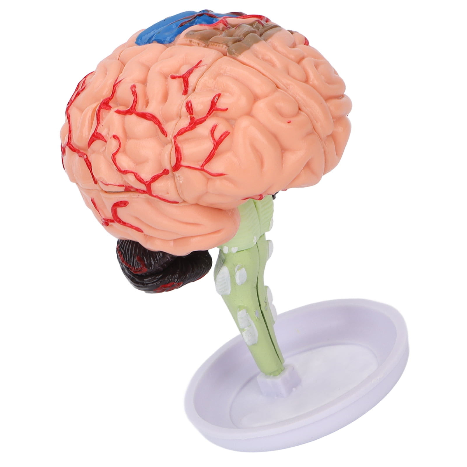 4D Anatomical Brain Model, Vinyl Anatomical Brain Model High Simulation ...