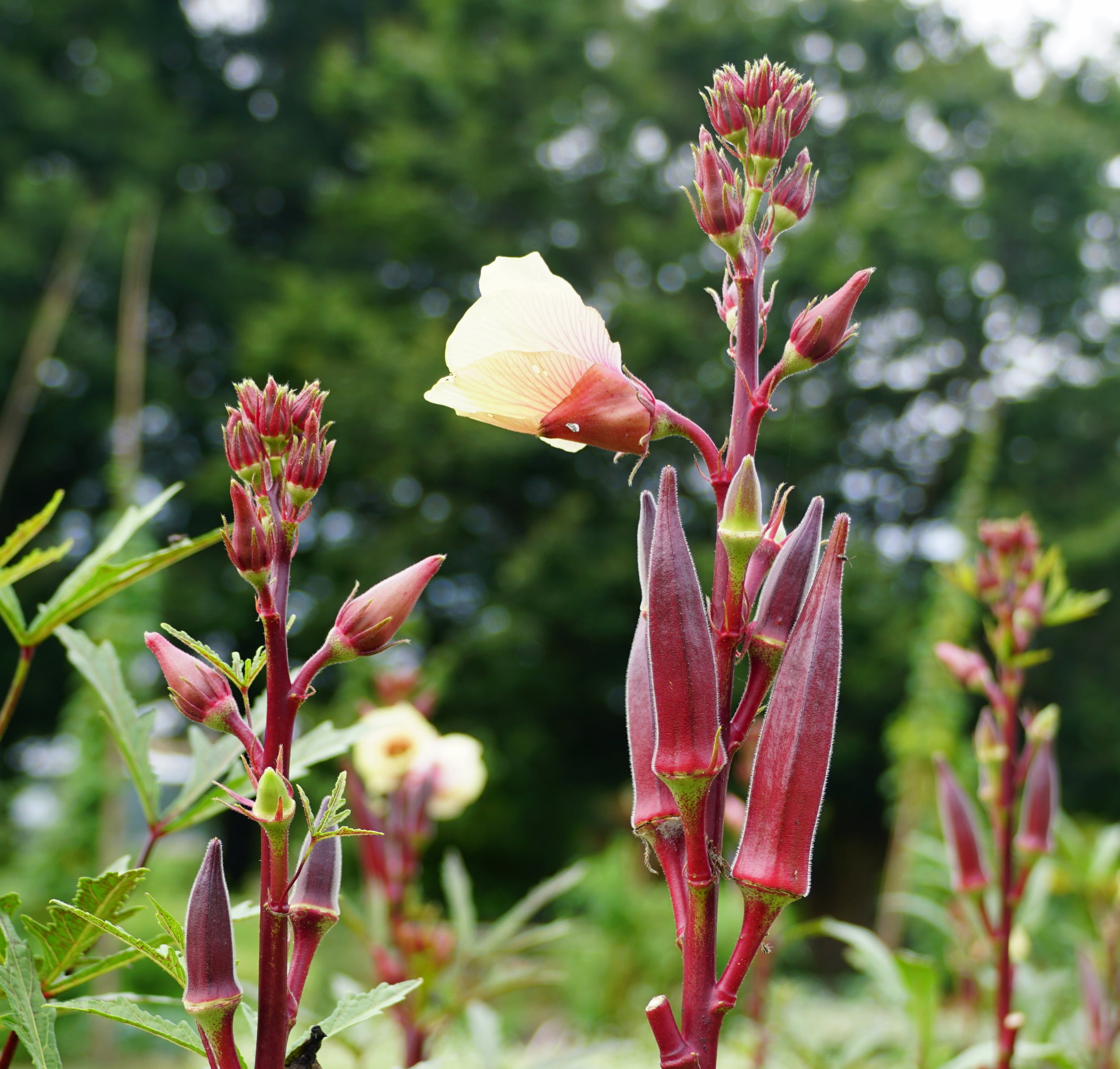 Earthcare Seeds - Okra Red Burgundy 150 Seeds (Abelmoschus Esculentus ...