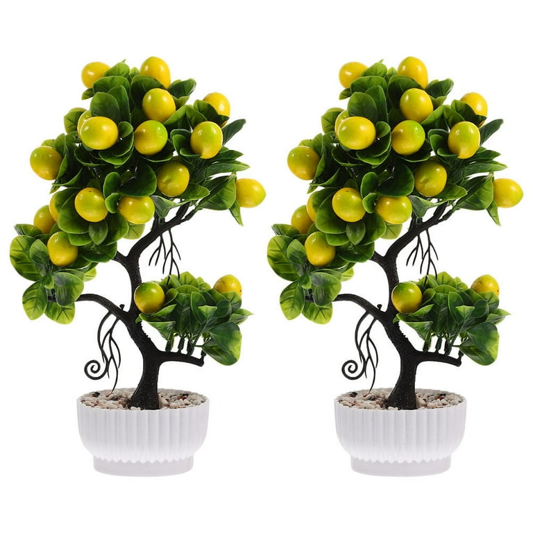 Lemon Bonsai Tree