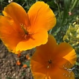 California Orange Poppy, 200+ Seeds, Beautiful Bright Orange, Perfect ...