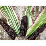 Candy Striped Corn Seeds for Planting (10 Rare Seeds) - Corn with ...