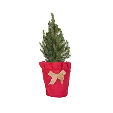 Live Christmas Tree Emerald Green Arborvitae (2.5 Quart) Evergreen ...