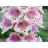 Seedville USA Dwarf Foxy Mix Foxglove, Digitalis Purpurea, 1000 Flower ...