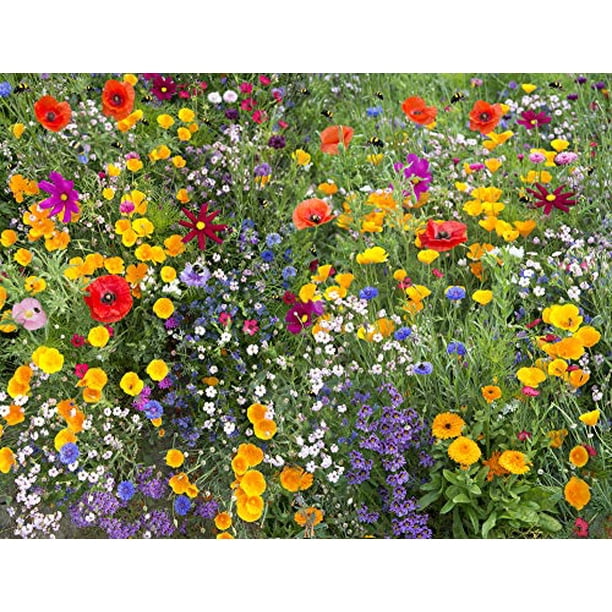 Birds, Bees, and Butterflies Mix Flower Seeds, 500 Seeds Per Packet ...