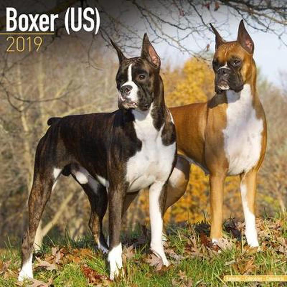 BOXER US 2019 - Walmart.com
