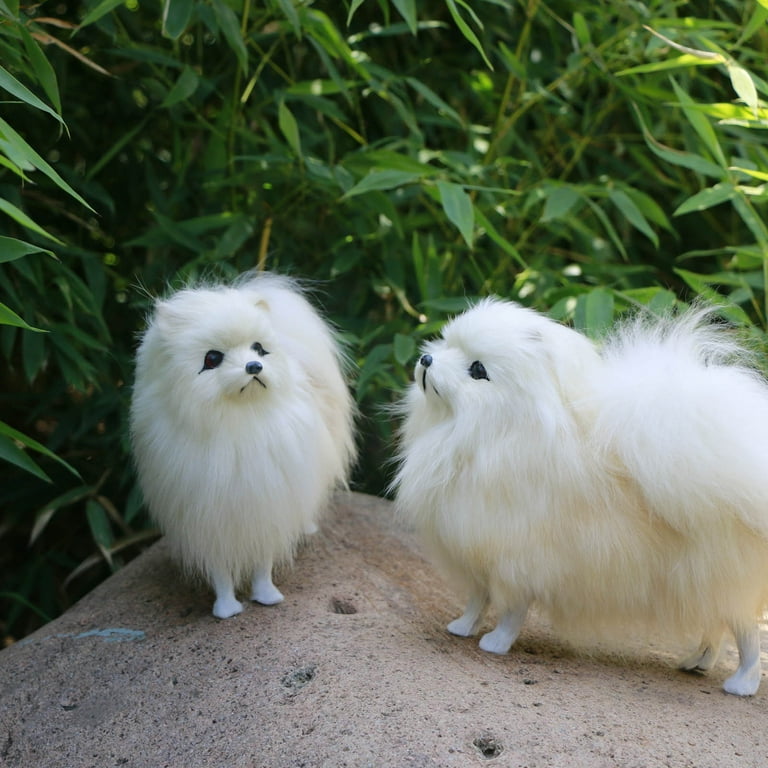 Miniature Toy Pomeranian