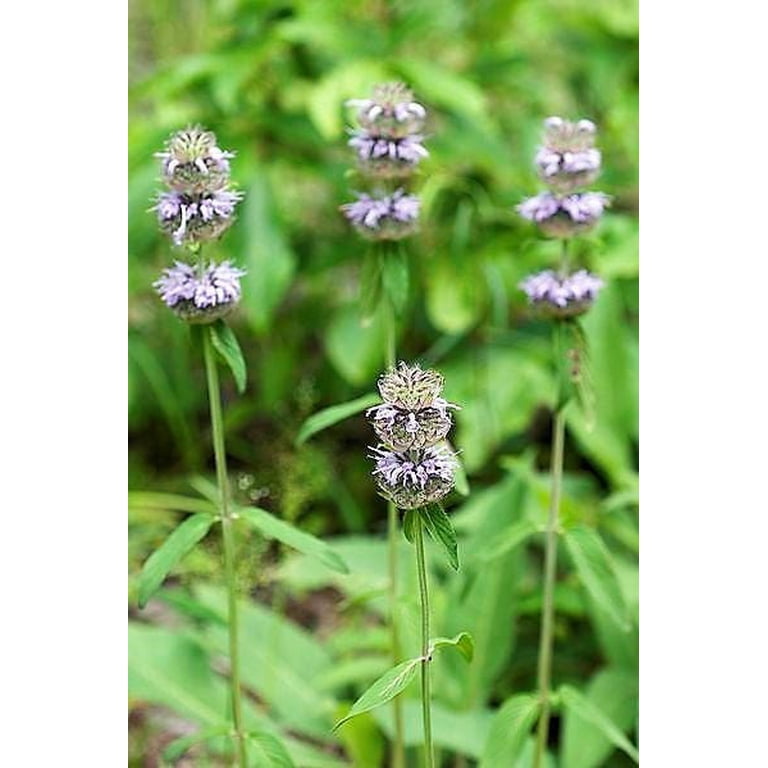 Purple Horsemint