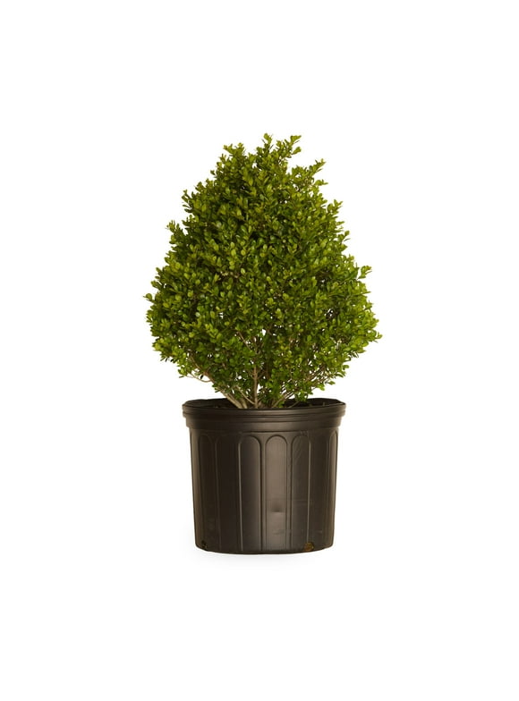 Evergreen Shrubs in Garden Bushes - Walmart.com