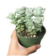 Crassula Ivory Towers Crassula Conjuncta Succulent (2 inch) - Walmart.com