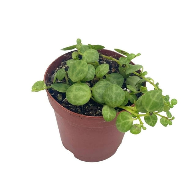 String of Turtles Peperomia Prostrata, Vining Plant, Live Tiny Mini Pixie Plant, 2 inch Pot by ...