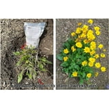 Soil Vigor Potassium Polyacrylate Water Storing Crystals Gel, 1 Pound ...