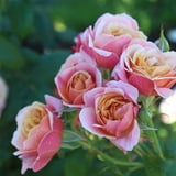 Heirloom Roses Grandiflora Rose Plant - State of Grace™ Own Root Rose ...