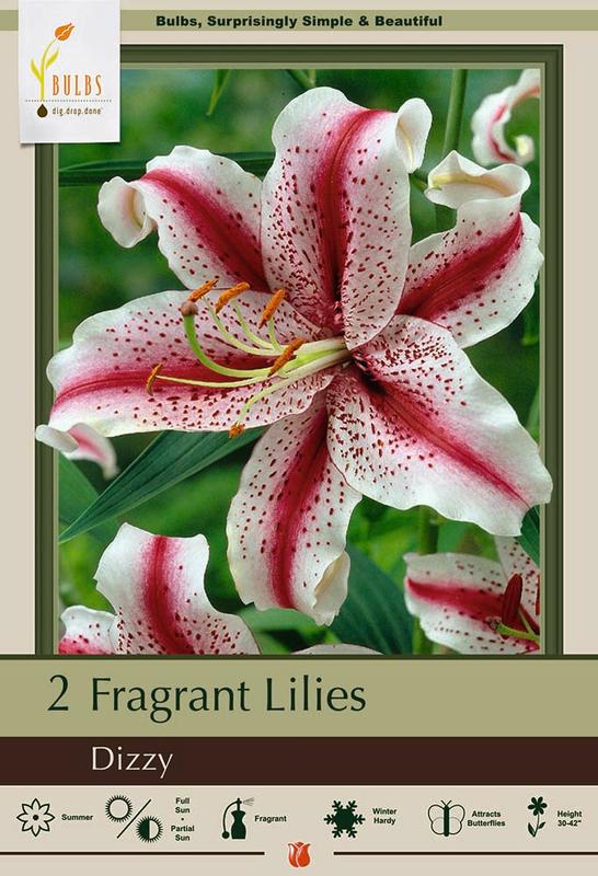 Dizzy Oriental Lily - 2 Bulbs 16/18cm - Bi-Colored Brilliance - Walmart.com