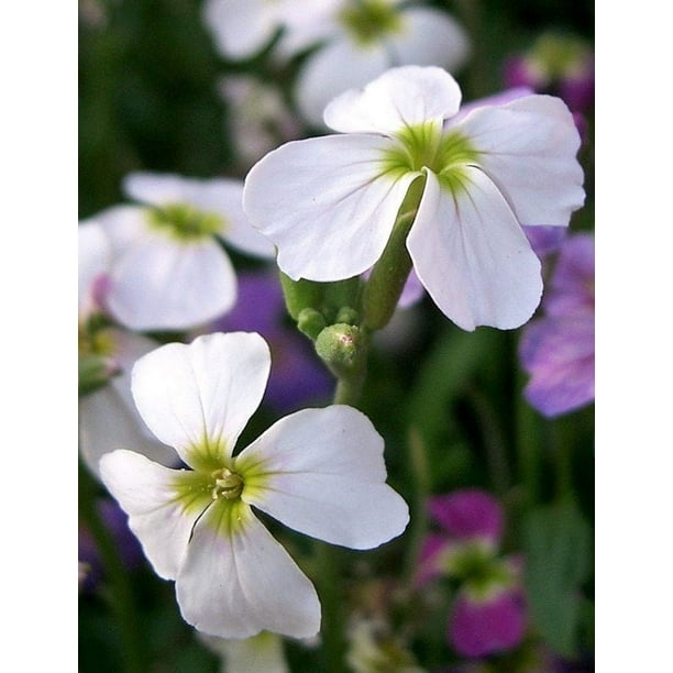 500 EVENING ( night ) SCENTED STOCK Matthiola Longipetala Bicornis ...