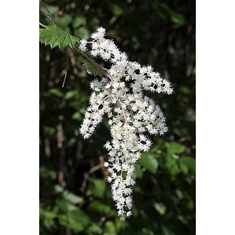 Ocean Spray Flower