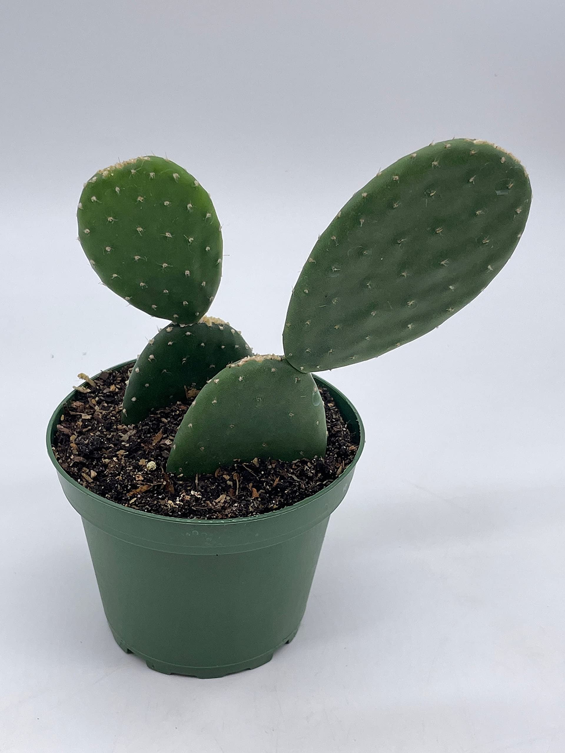 Opuntia Prickly Pear Cactus