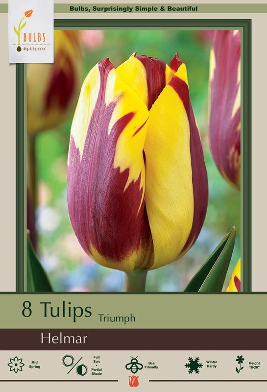 Helmar Triumph Tulip 8 Bulbs - 12/+ cm Bulbs - Burgundy / Golden Yellow ...