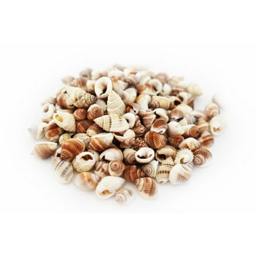 Sea Shell Mixes, Natural - Walmart.com