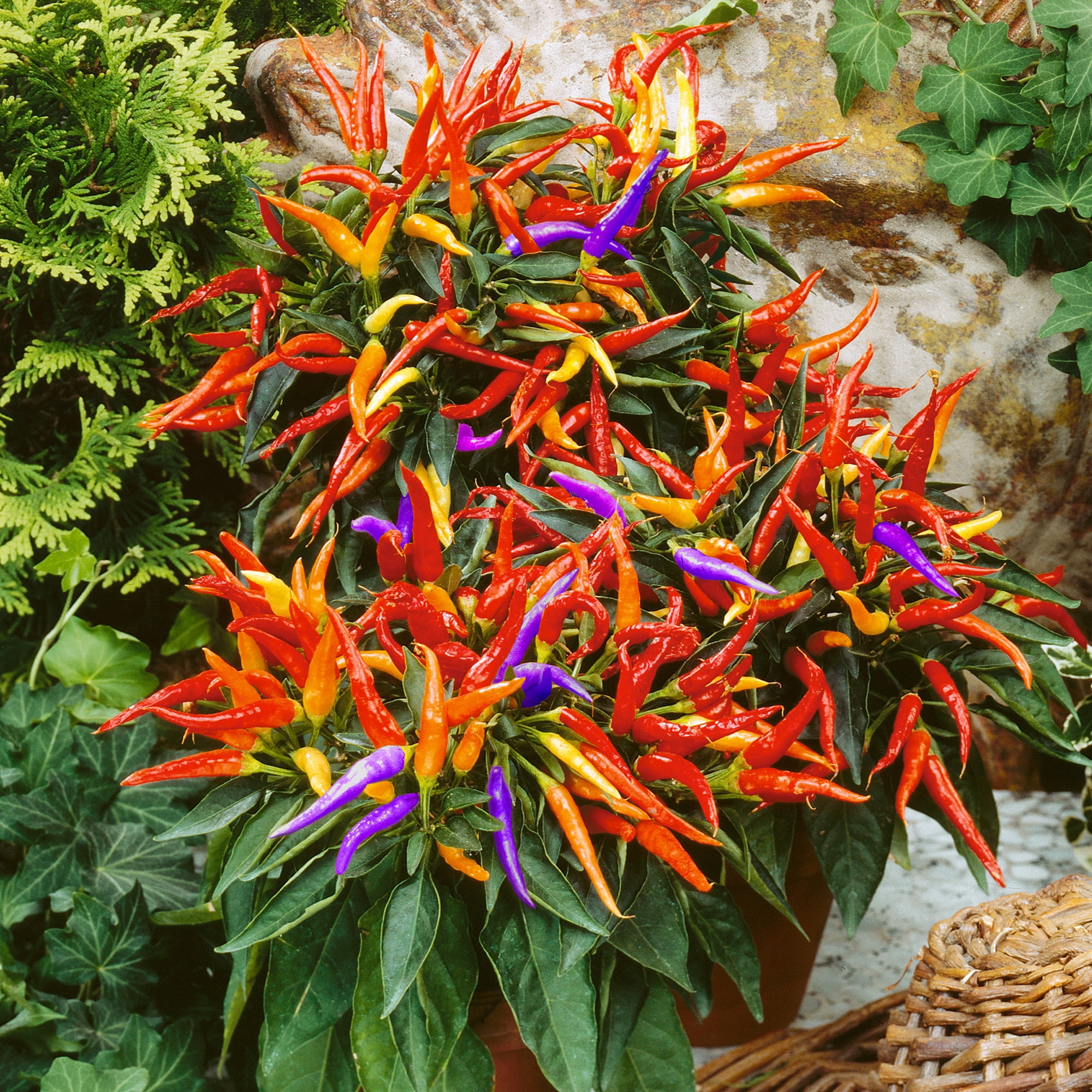 Fireworks Ornamental Hot Pepper Seeds - 300 Mg Packet ~50 Seeds - Non ...