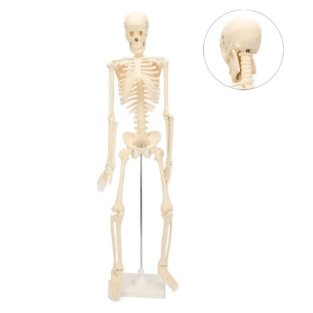 Karlge Anatomical Skeleton,Human Skeletal Model,Human Skeletal Model ...