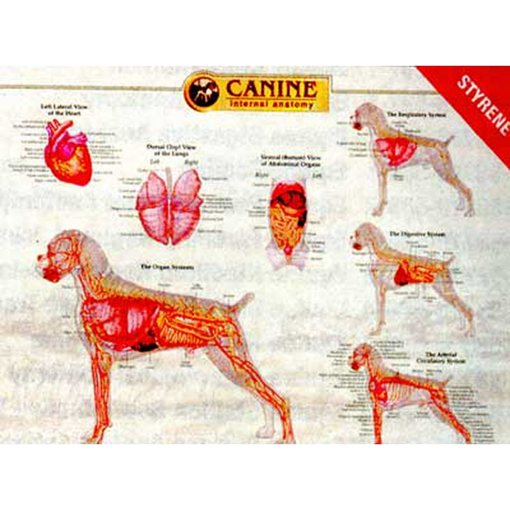 Canine Internal Organ Anatomy Chart - Walmart.com - Walmart.com