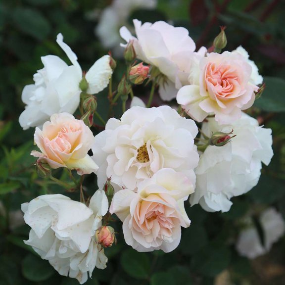 Heirloom Roses Live Plant - Cornelia Hybrid Musk Rose Bush, Delivered ...