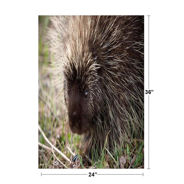 Porcupine Homes