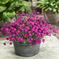 Dianthus Seeds - Cheddar Pink Ground Cover Seed - 2000 Seeds - Walmart.com