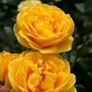 Heirloom Roses - Live Edith's Darling™ Shrub Rose Plant - Delivered ...