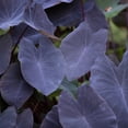EuroBlooms Black Magic Elephant Ear Flower Bulbs, Bag of 1, Tropical ...