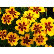 50 Pack, Carousel Mix Zinnia Elegans, Bicolor Flower Seeds in Mixed ...
