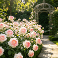 Rose Seeds for Planting-(Non-Artificial)-fragrant, Vibrant Colors,Easy ...
