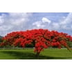 Flamboyant Flame Tree Seeds to Grow | 10 Seeds | Delonix regia, Prized ...