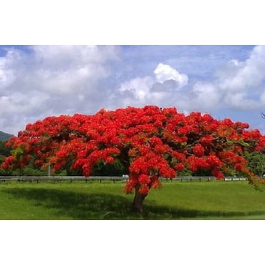 Bonsai Flamboyant Flame Tree Seeds to Grow | 20 Seeds | Delonix regia ...