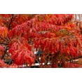 30 FLAMELEAF SUMAC TREE Shining Dwarf Winged Rhus Schmaltzia Copallina ...