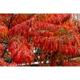 30 FLAMELEAF SUMAC TREE Shining Dwarf Winged Rhus Schmaltzia Copallina ...