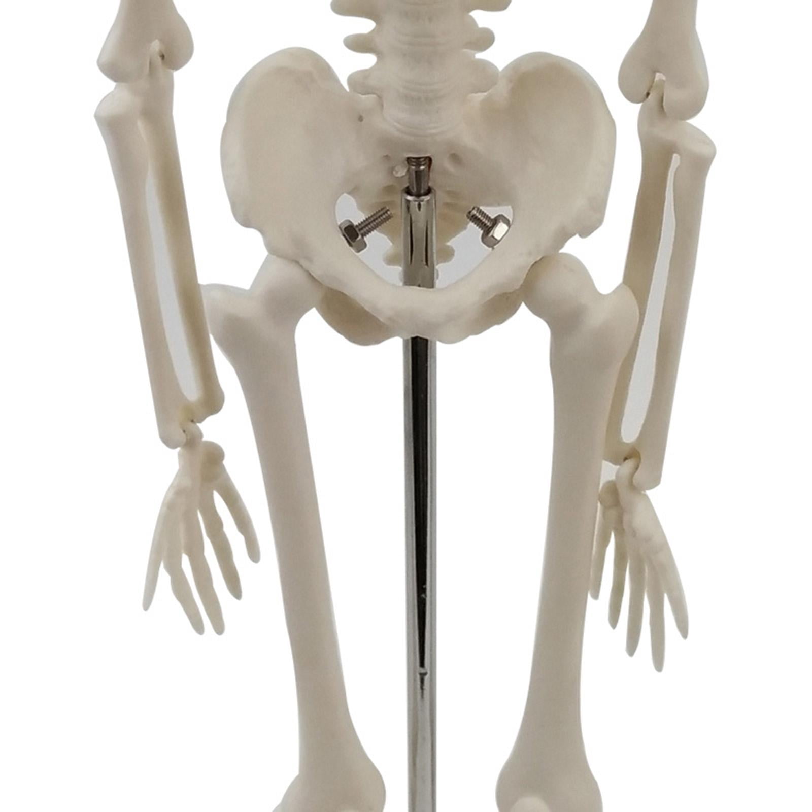 Posable Skeleton Evotech Disarticulated Human Skeleton Model For ...