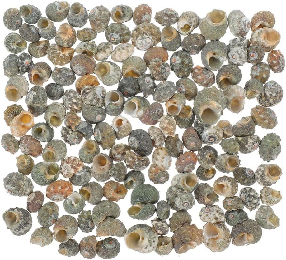 shiyou-Hermit Crab Shells, 100PCS Natural Sea Conch Small to Medium and ...